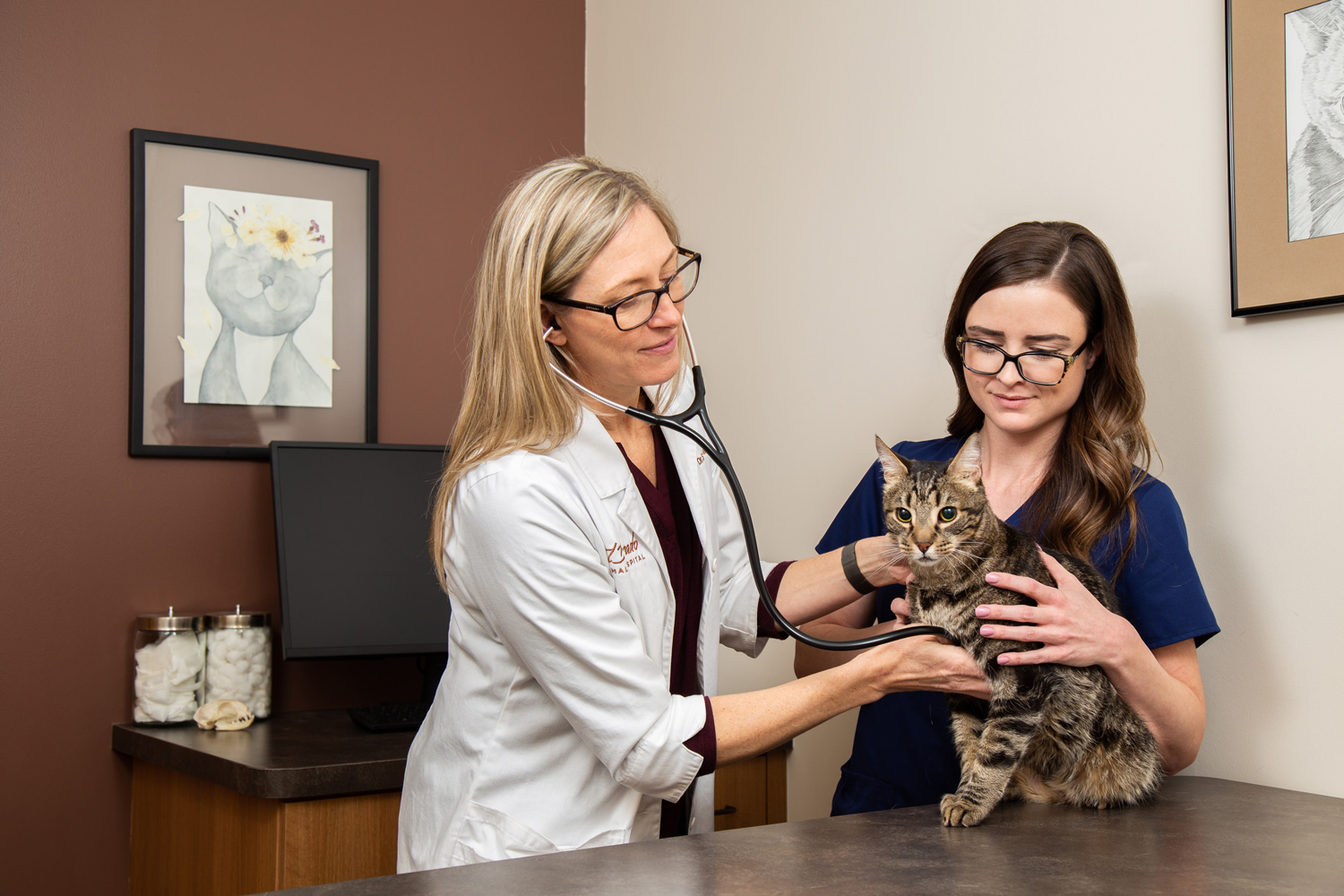 Cat Friendly Veterinarian | Cat Friendly Practice Fountain Hills AZ